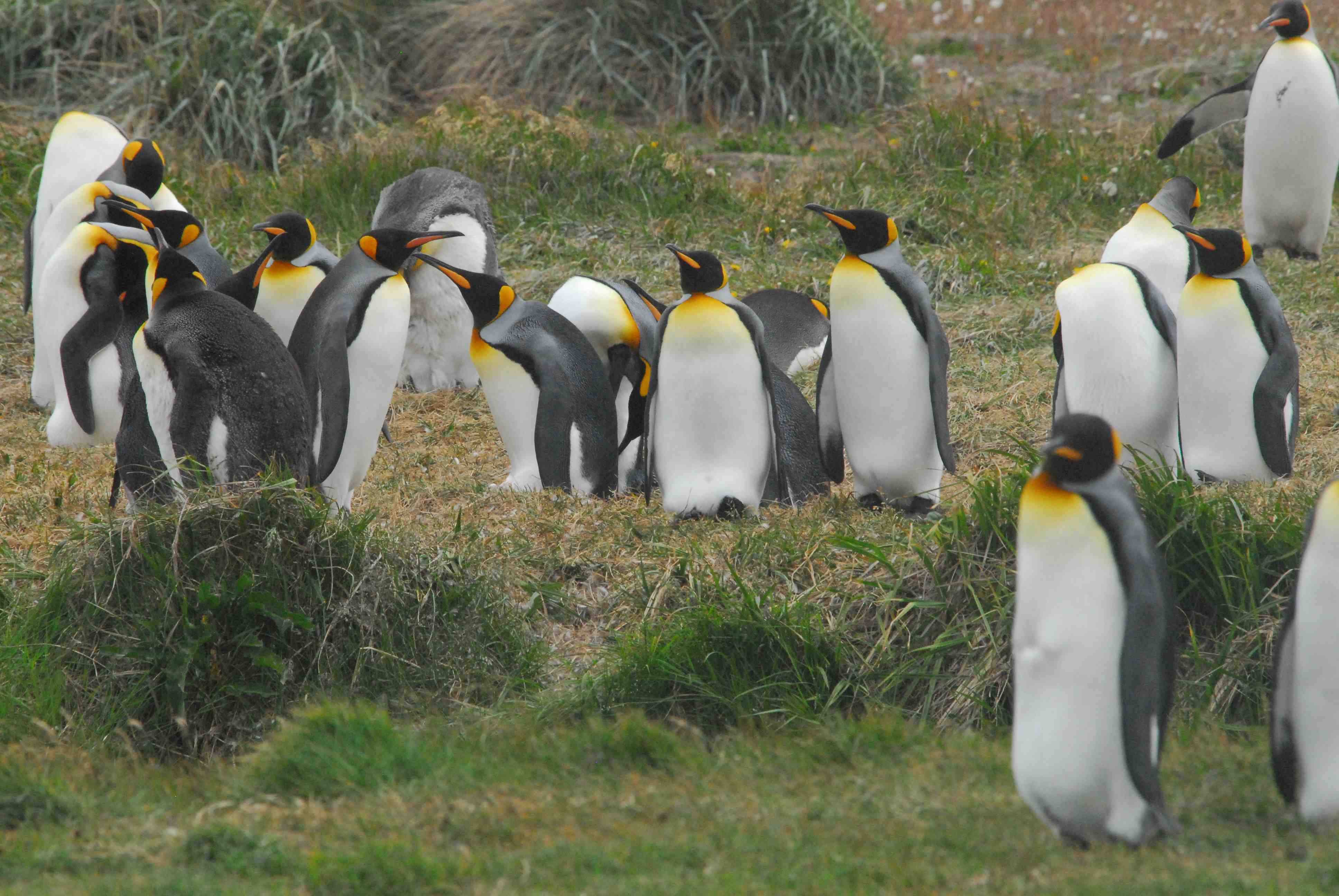 King Penguins of Chile’s Tierra del Fuego: Wildlife Photography Tours ...