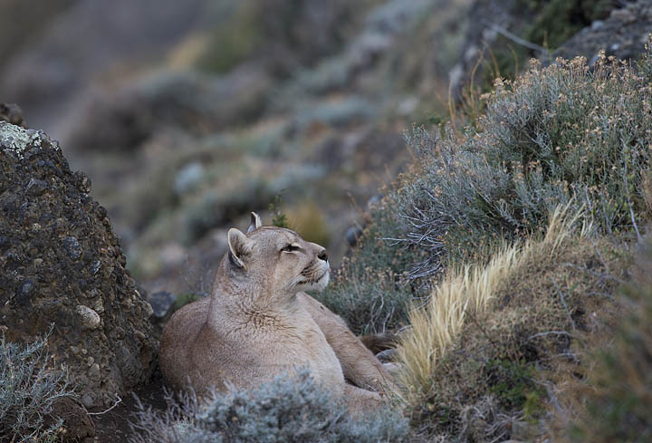Pumas of Chile’s Torres del Paine: Wildlife Photography Tours & Safaris