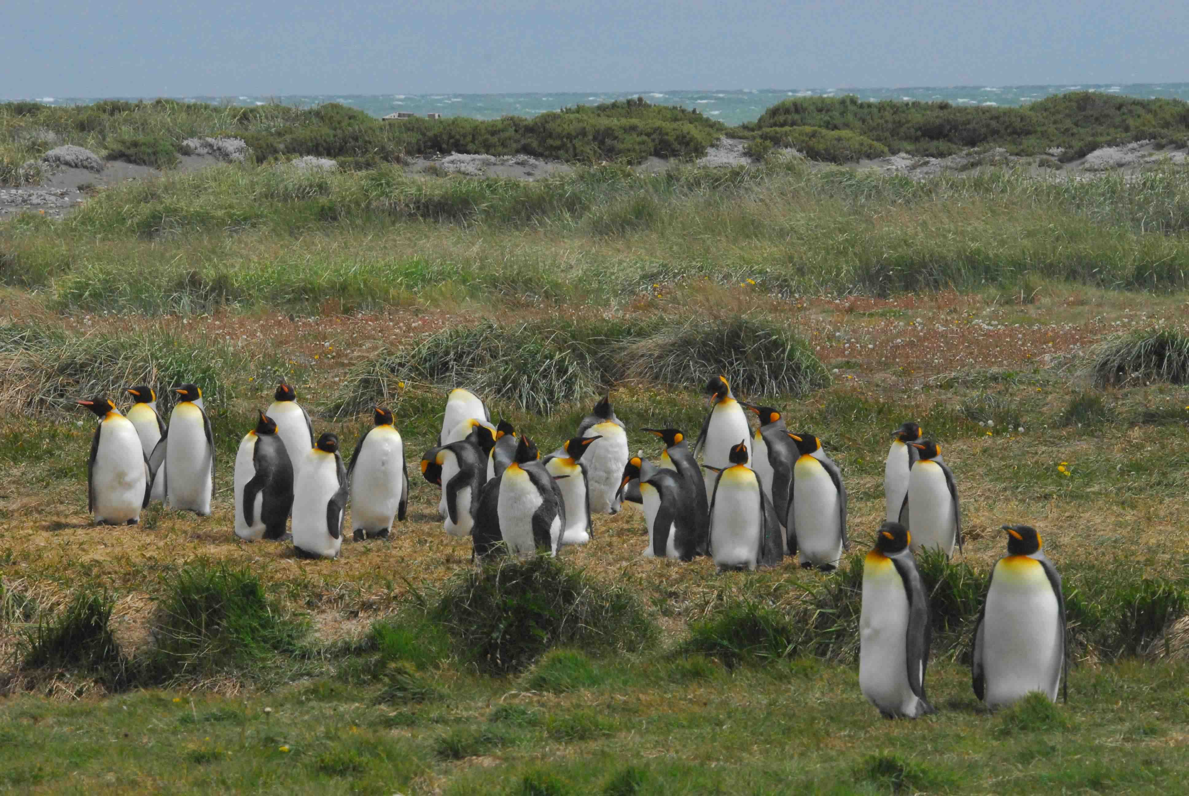 King Penguins of Chile’s Tierra del Fuego: Wildlife Photography Tours ...